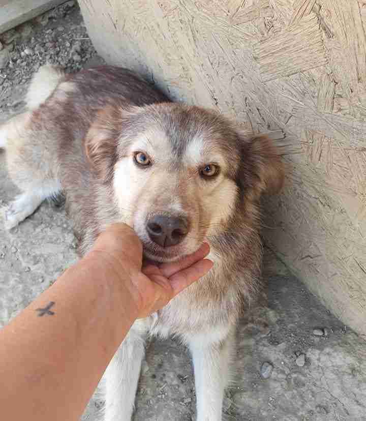 Female Puppies For Adoption