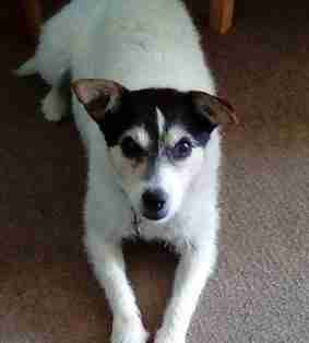 The Oldies Club - Dogs for Adoption - dogsblog.com - Page 3 of 51