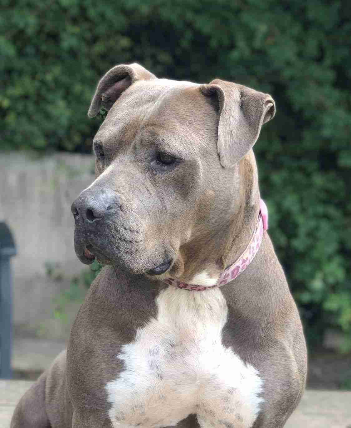 Tegan - 5 year old male Cane Corso Cross available for adoption