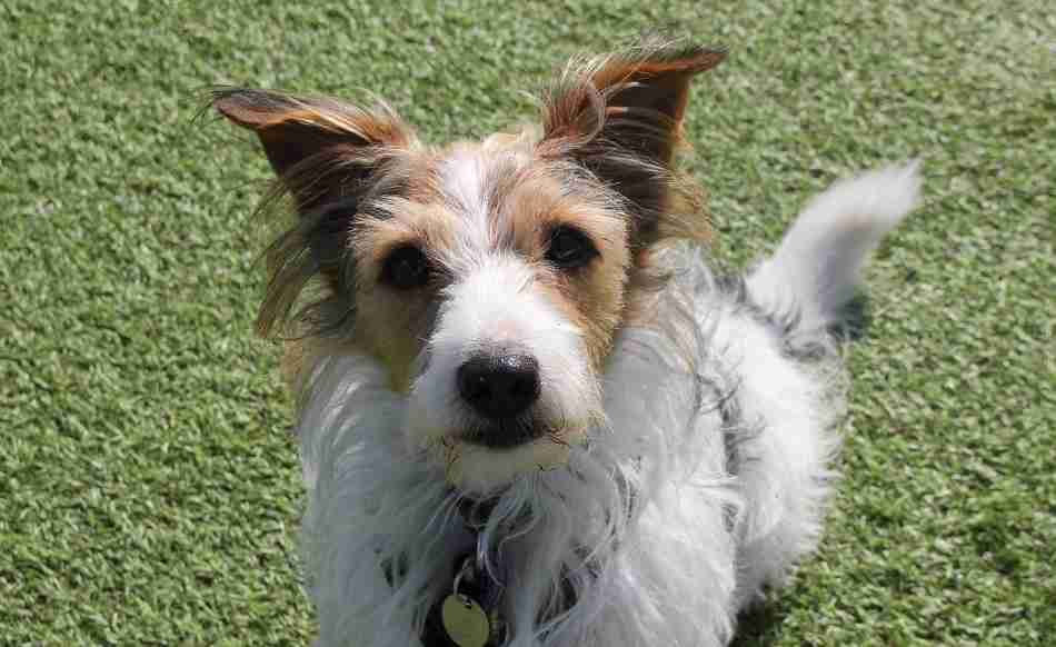 Jack Russell Terrier Dogs For Adoption