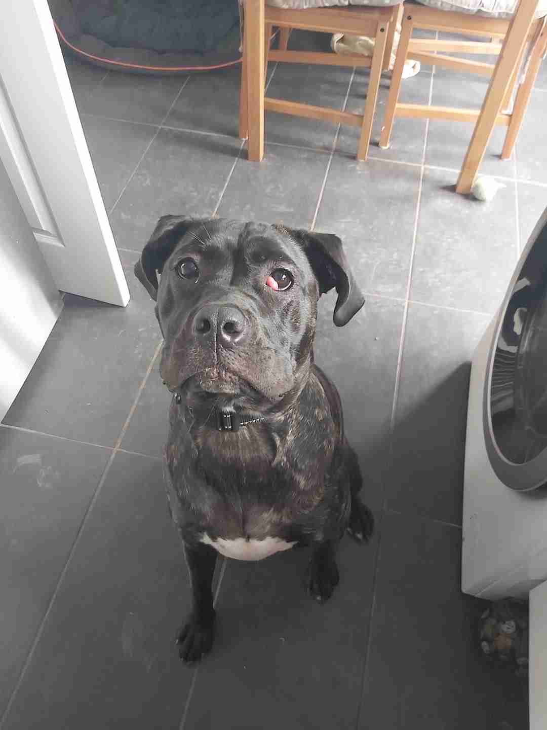 Storm - 1 year old female Cane Corso Cross available for adoption