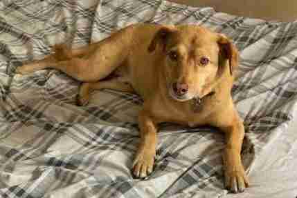 The Oldies Club - Dogs for Adoption - dogsblog.com - Page 2 of 50