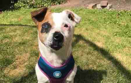 The Oldies Club - Dogs for Adoption - dogsblog.com - Page 2 of 50