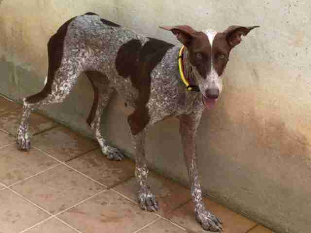 Ruby - 3 year old female Pointer cross Spanish Greyhound (Galgos ...