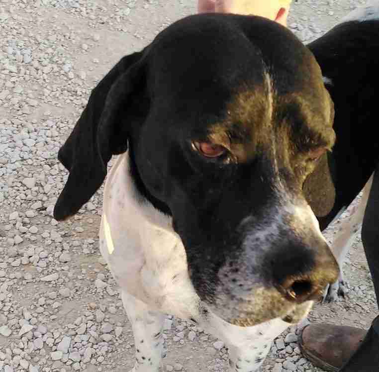 Starfish Dog Rescue Gloucestershire - Dogs for Adoption - dogsblog.com ...