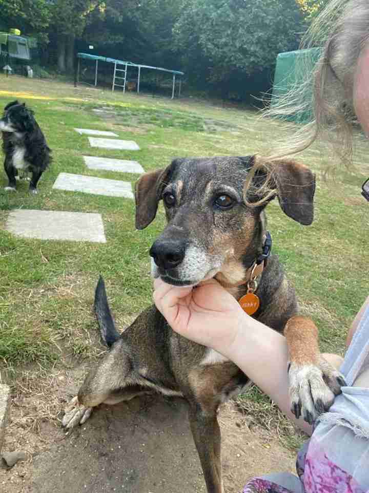 DOG Rescue Cyprus - Dogs for Adoption - dogsblog.com - Page 7 of 50