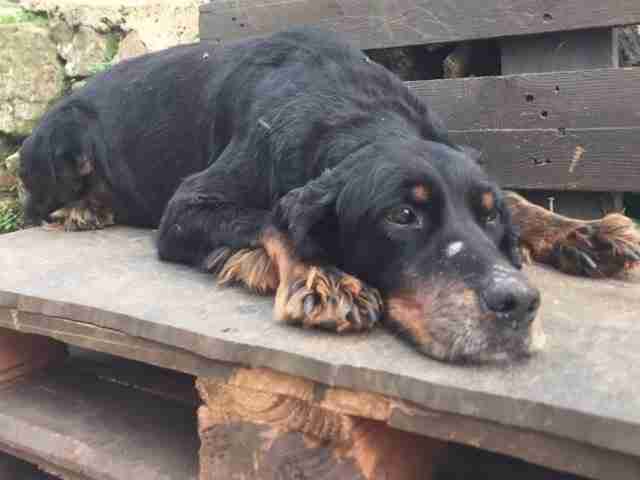 Mora - 12 year old female Gordon Setter available for adoption