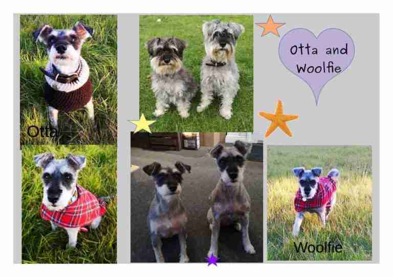 Starfish Dog Rescue Gloucestershire - Dogs for Adoption - dogsblog.com ...