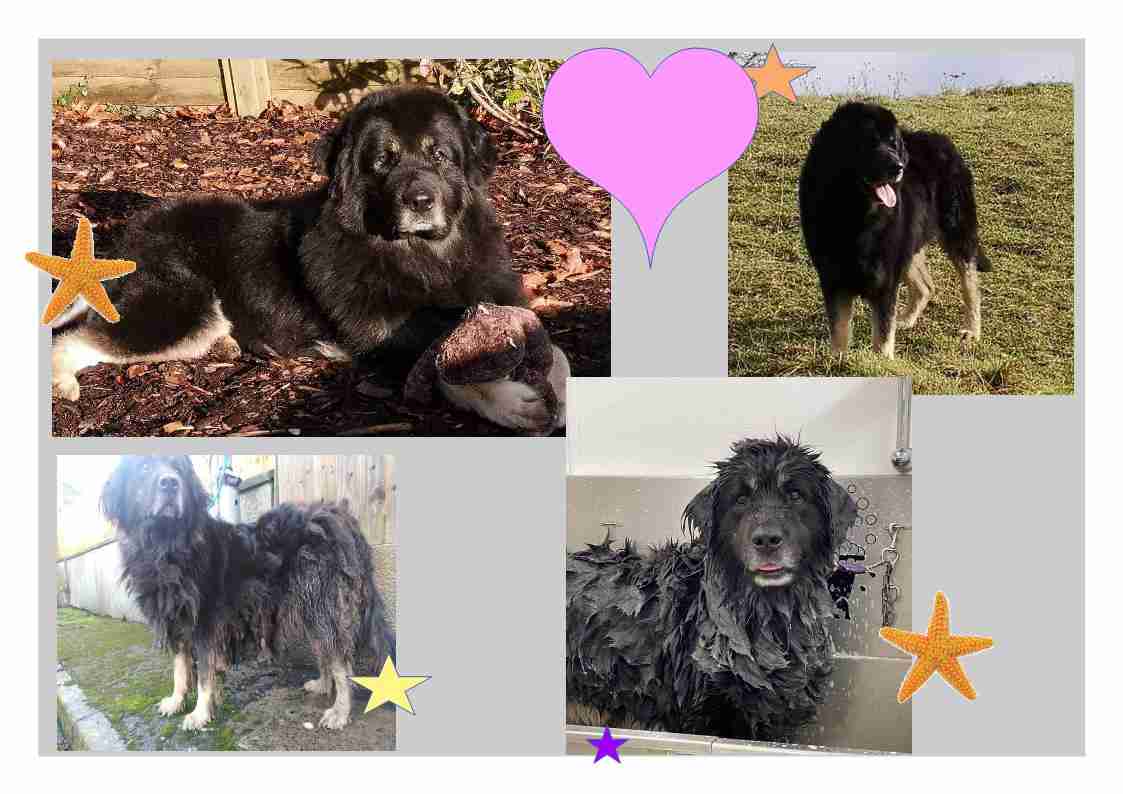 Tia - 7 year old female Newfoundland cross German Shepherd Dog ...