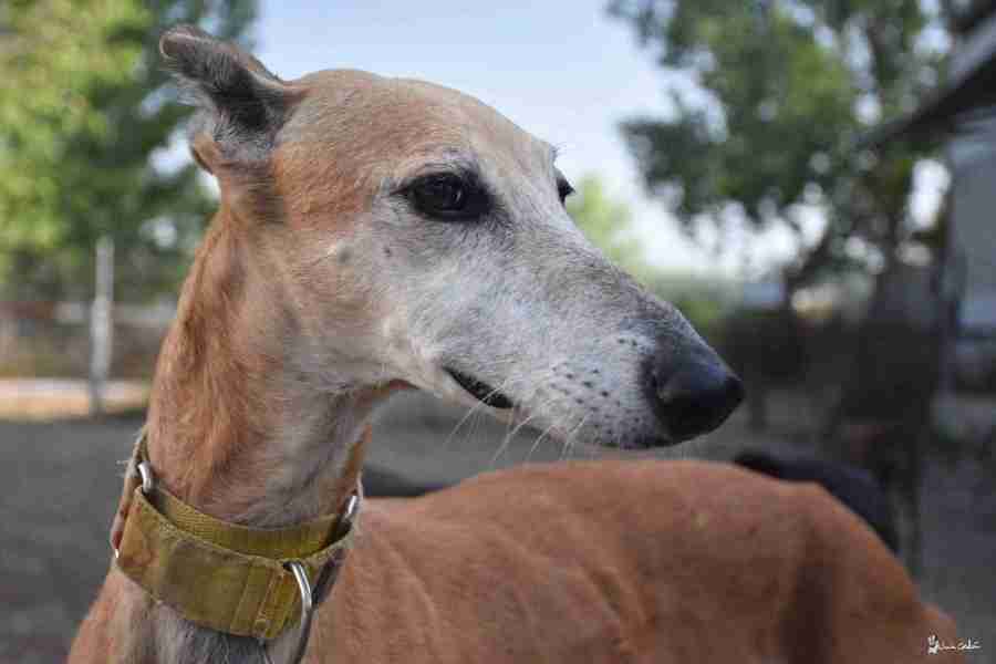 Reyna 6 Year Old Female Spanish Greyhound Galgos Available For Adoption Reyna 6 Year Old Female Spanish Greyhound Galgos Available For Adoption