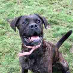 Boxer Cross Dogs For Adoption