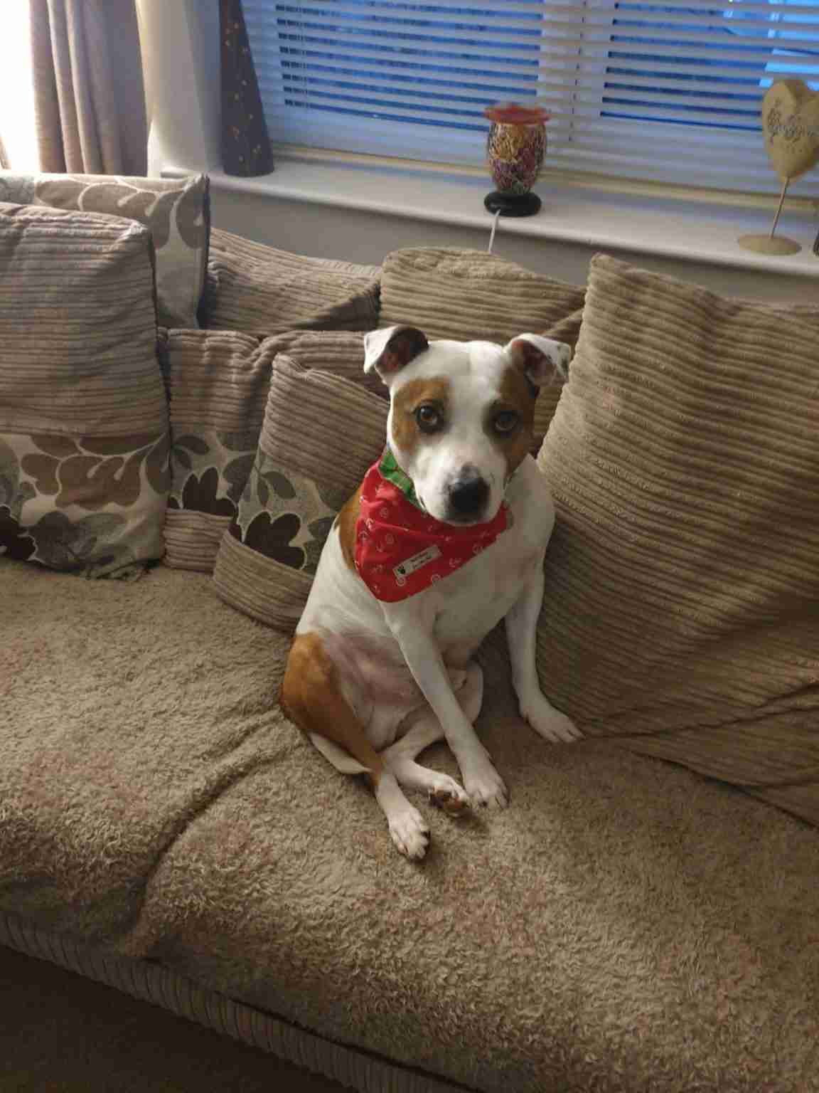 Leicester Animal Aid - Dogs for Adoption - dogsblog.com