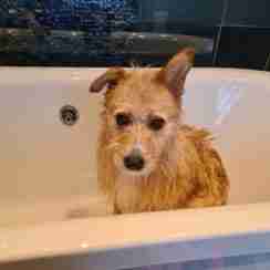 Dogs for Adoption - dogsblog.com