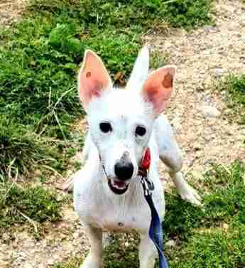 DOG Rescue Cyprus - Dogs for Adoption - dogsblog.com - Page 3 of 46