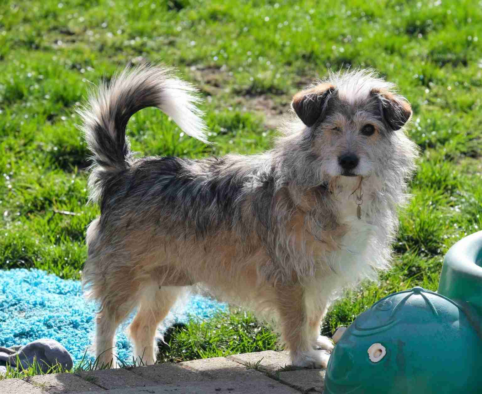 Rags 2 Riches Romanian Dog Rescue - Dogs for Adoption - dogsblog.com ...