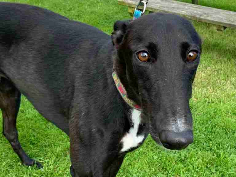 Northern Greyhound Rescue - Dogs for Adoption - dogsblog.com