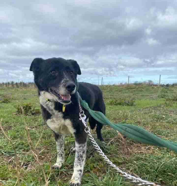 Safe Rescue - Dogs for Adoption - dogsblog.com - Page 29 of 205