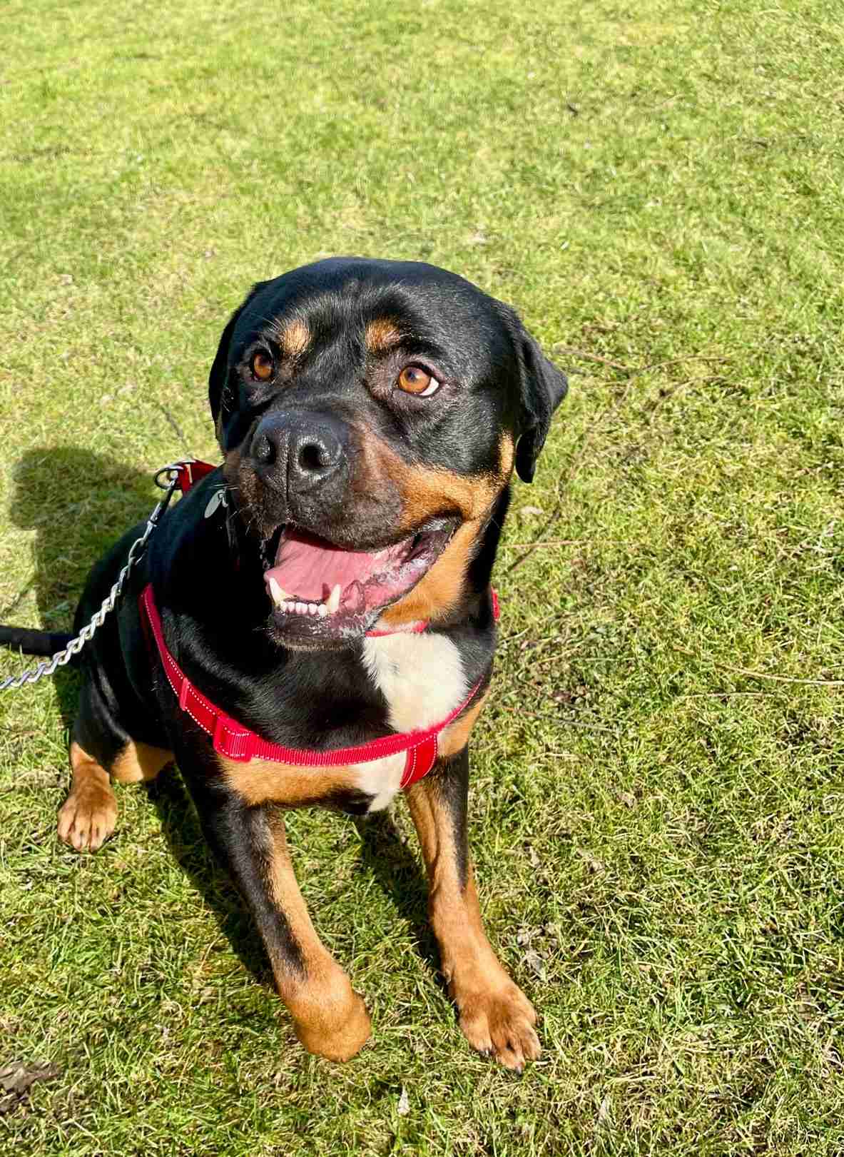 Bruce - 3 year old male Rottweiler Cross available for adoption