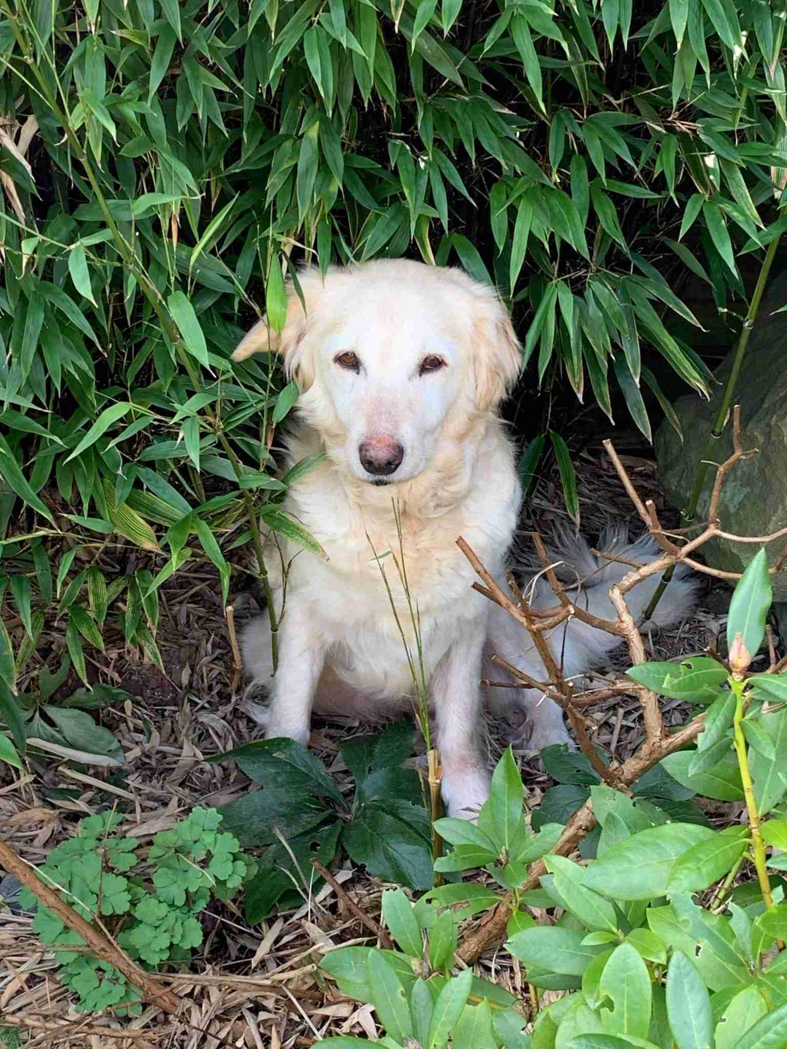 Dogs Now Rehomed Dogs For Adoption