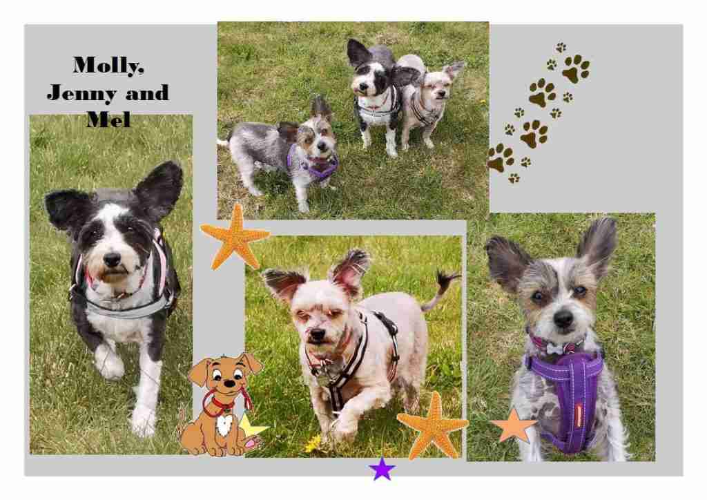 Starfish Dog Rescue Gloucestershire - Dogs for Adoption - dogsblog.com ...