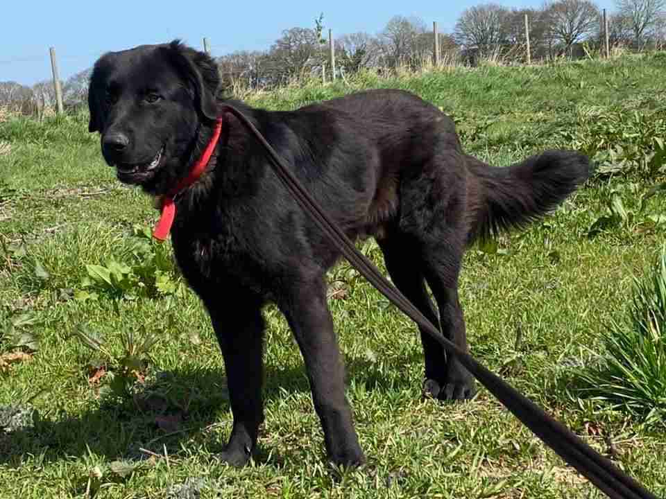 Solan - 18 month old male Newfoundland cross Carpathian Sheepdog ...
