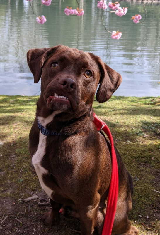 Nelson - 11 month old male English Springer Spaniel cross Pug available ...