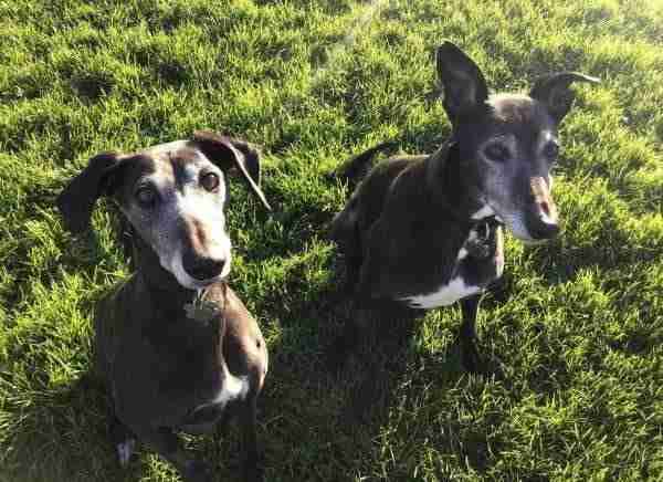 Lurcher Dogs For Adoption
