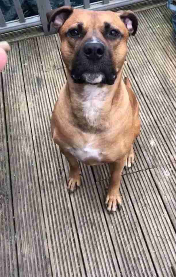 Hunter - 3 year old male Boxer cross Staffordshire Bull Terrier ...