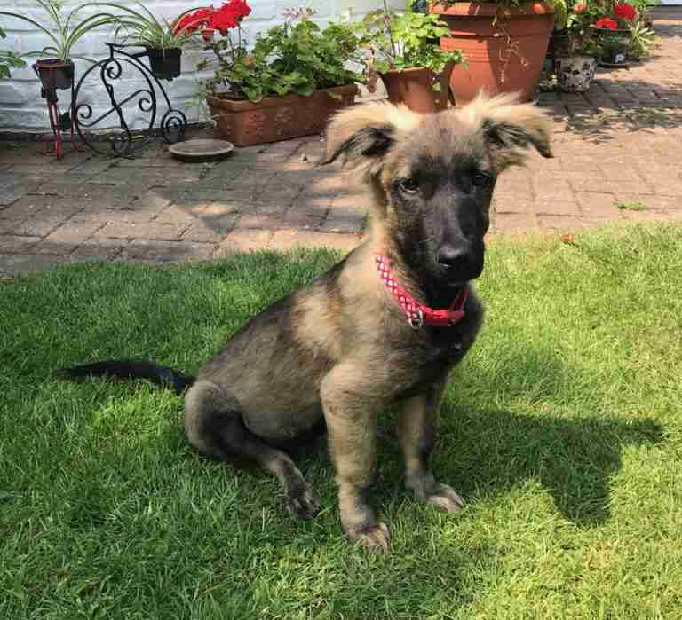 Furry Tails Rescue - Dogs for Adoption - dogsblog.com