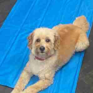 Hayley - 18 month old male Staffordshire Bull Terrier available for ...