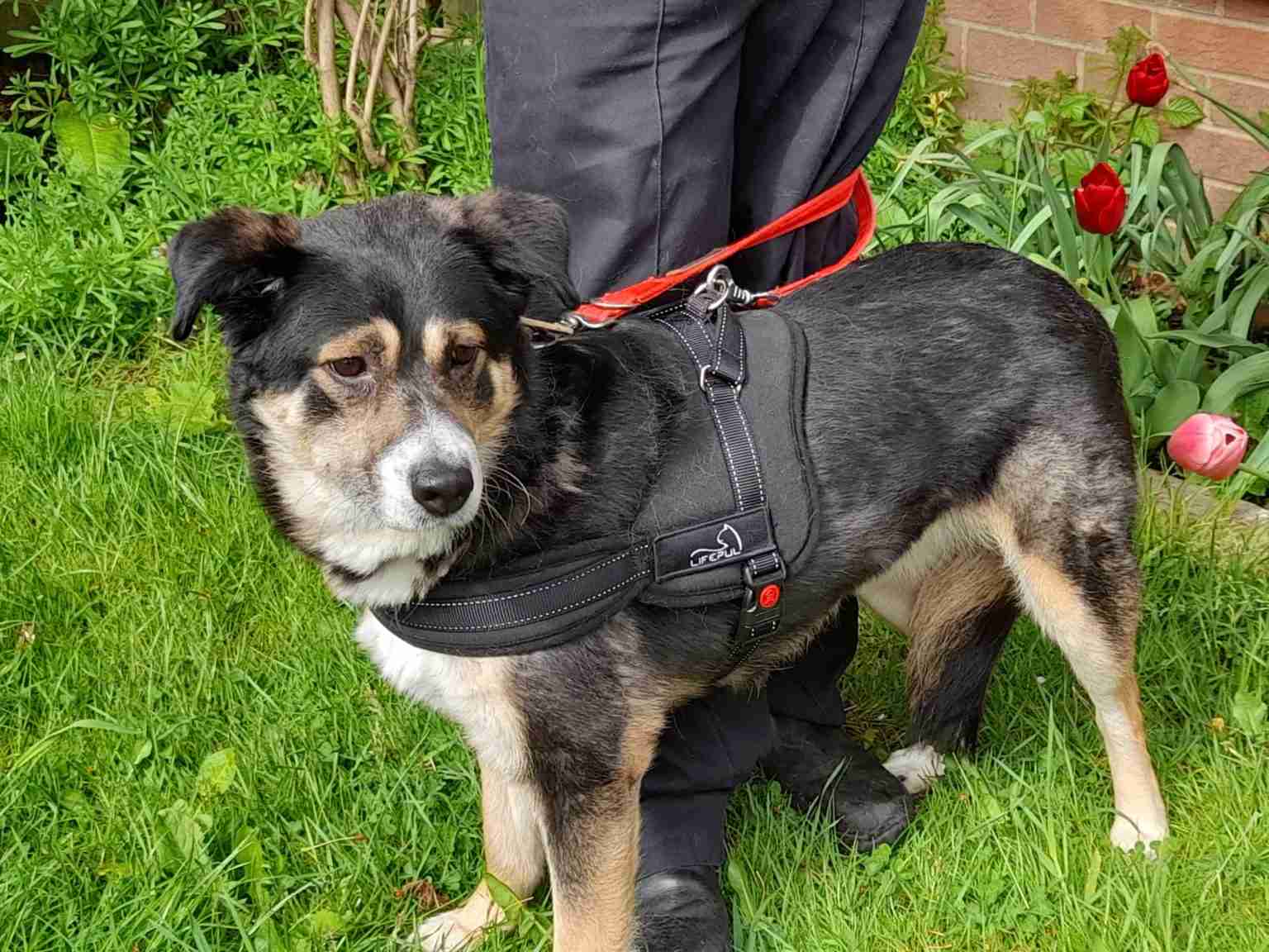 Sheba - 4 month old female Labrador cross Collie available for adoption