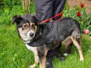 Ruby - 2-3 year old female Boxer available for adoption