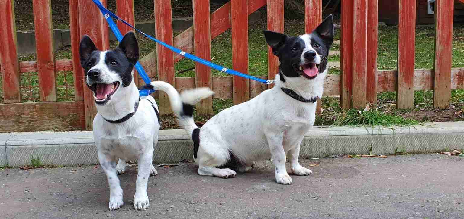 Jack Russell Terrier Dogs For Adoption