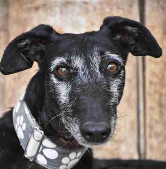 Shep - 1 year old male Border Collie available for adoption