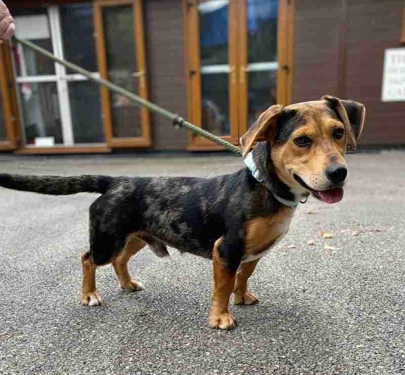 Dachshund Cross Dogs For Adoption