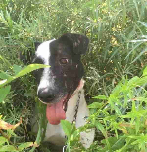 Bailey - 15 month old male Springer cross Terrier available for adoption