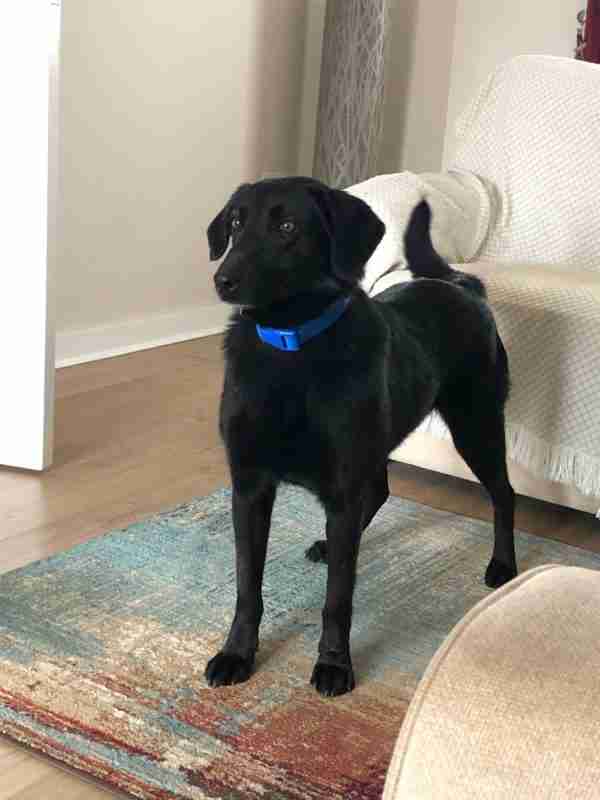 Fergal - 5 year old male Labrador Cross available for adoption