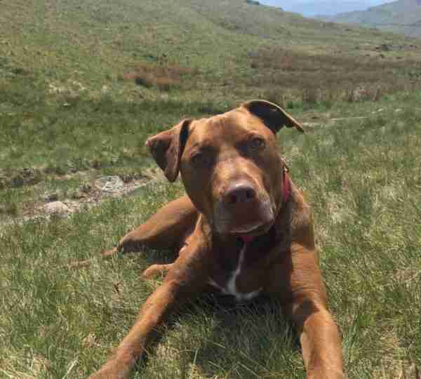 Benny - 6-7 year old male English Springer Spaniel available for adoption