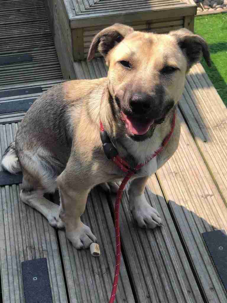 Flora Hazel and Sky - 8-9 week old female Collie Crosses available for ...