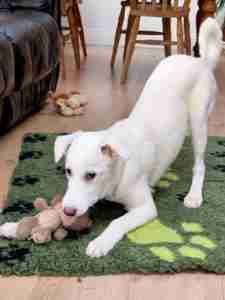 Tzar - 5 year old male Borzoi available for adoption