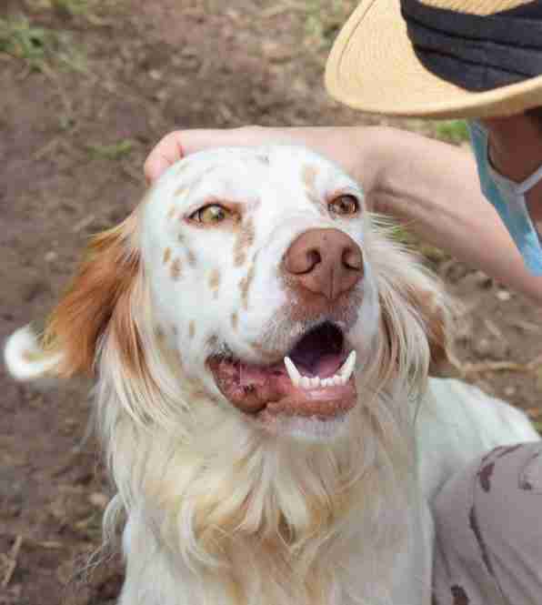 Millie - 8 month old female English Springer Spaniel available for adoption