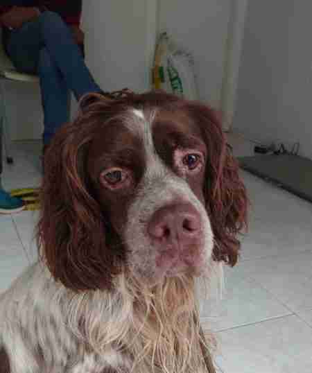 Millie - 8 month old female English Springer Spaniel available for adoption
