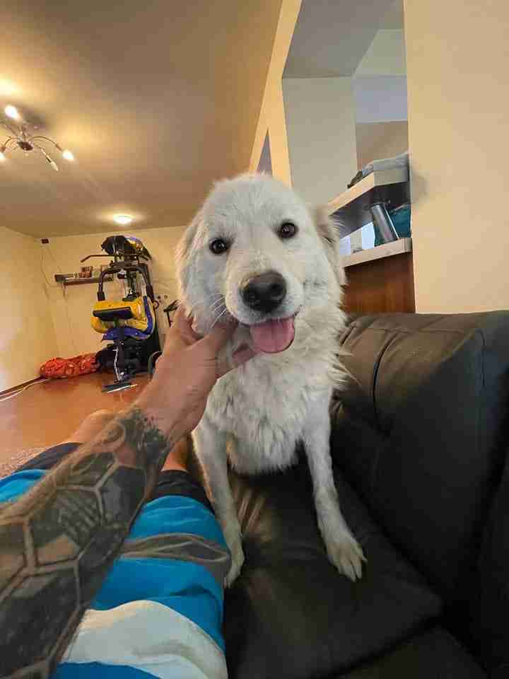 Bid to Save a Stray - Dogs for Adoption - dogsblog.com