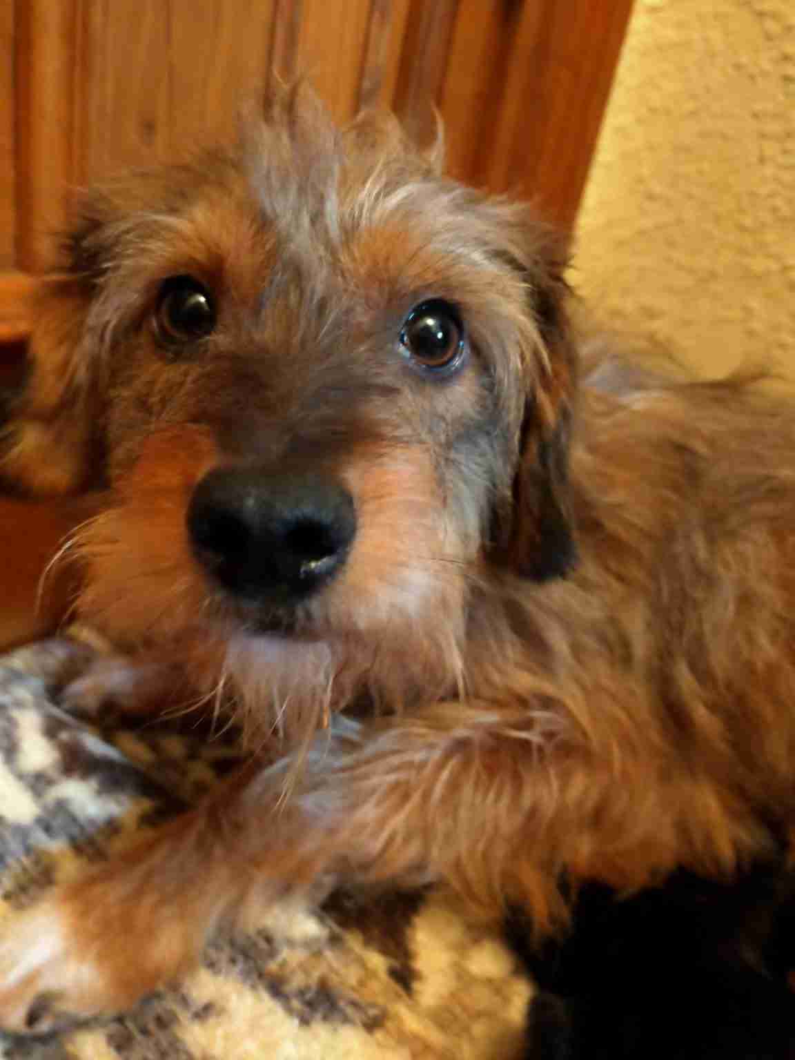 Dachshund Cross Dogs For Adoption