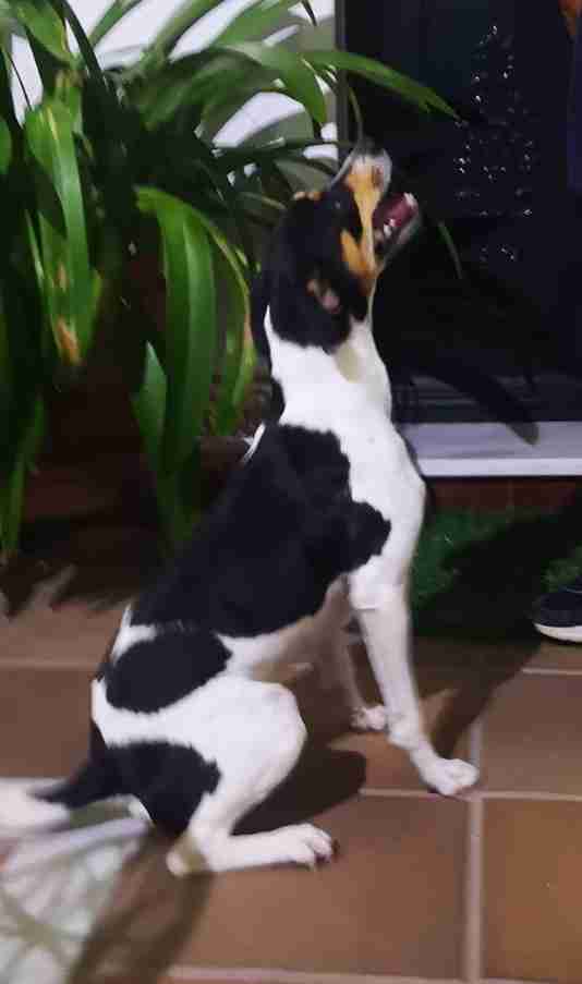 Bod - 1 year old male Ratonero Bodeguero Andaluz (Spanish Jack Russell ...
