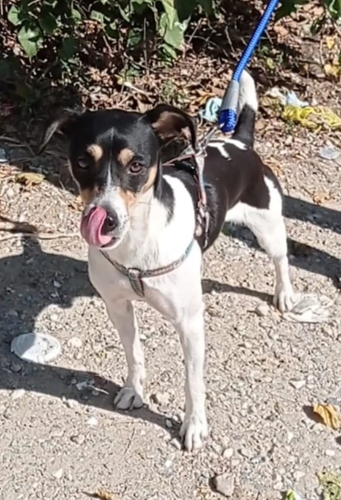 Bod - 1 year old male Ratonero Bodeguero Andaluz (Spanish Jack Russell ...