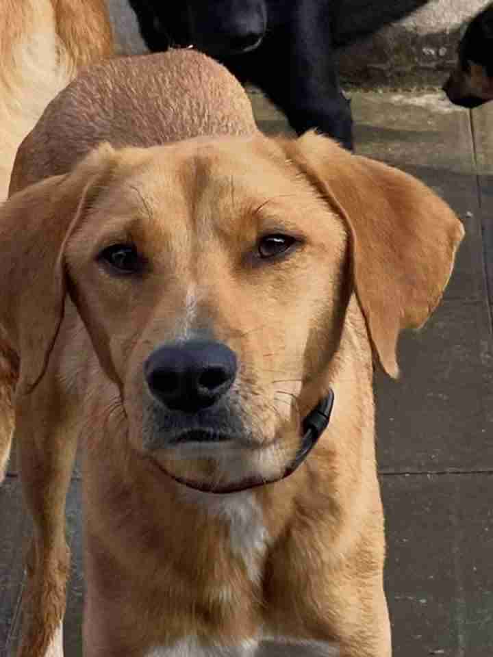 Safe Rescue - Dogs for Adoption - dogsblog.com - Page 12 of 203