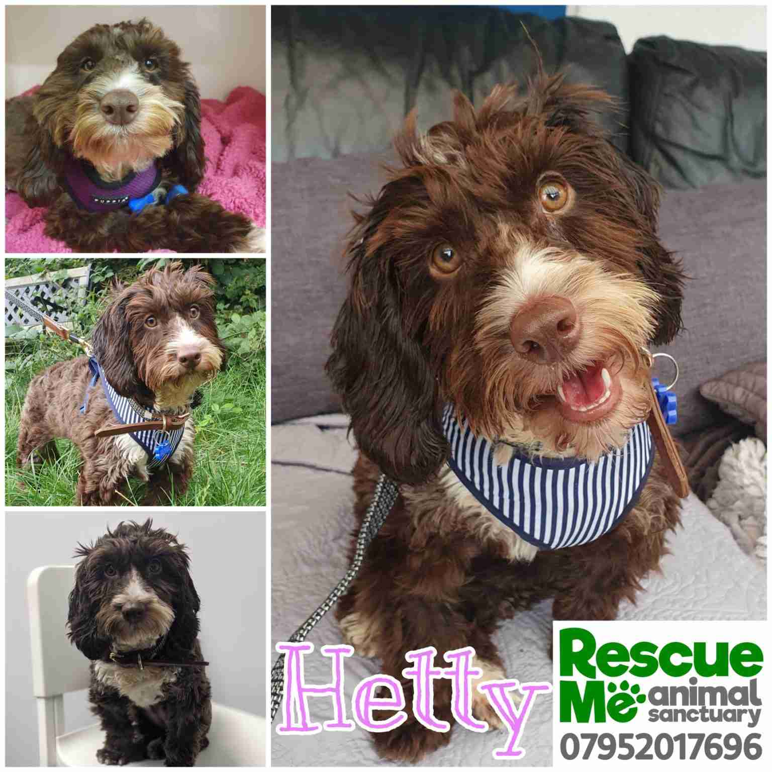 Della - 3 year old female Labrador available for adoption