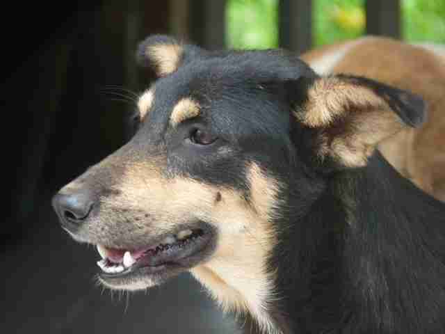 Mama - 3 year old female Fox Terrier Cross available for adoption