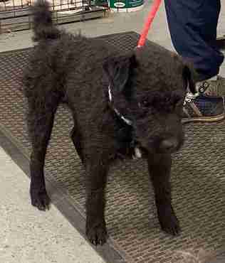 Cadi - 8 year old male Labrador available for adoption